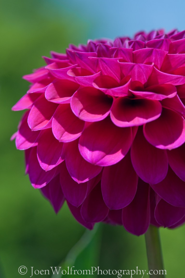 Flowers, Pretty in Pink | Joen Wolfrom Photography